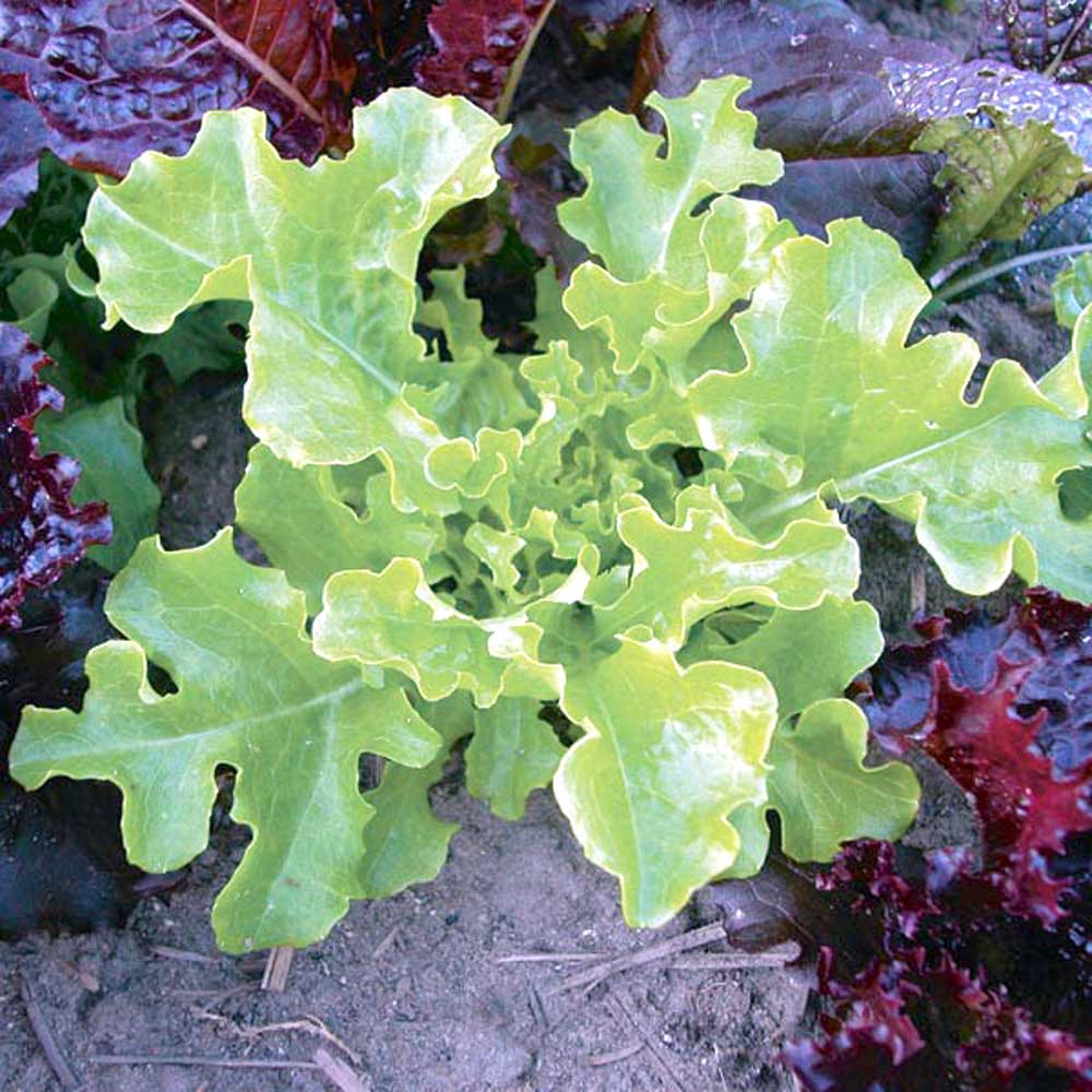 Organic Lettuce Green Oakleaf Seeds for Sale - Non-GMO & Heirloom. Buy ...