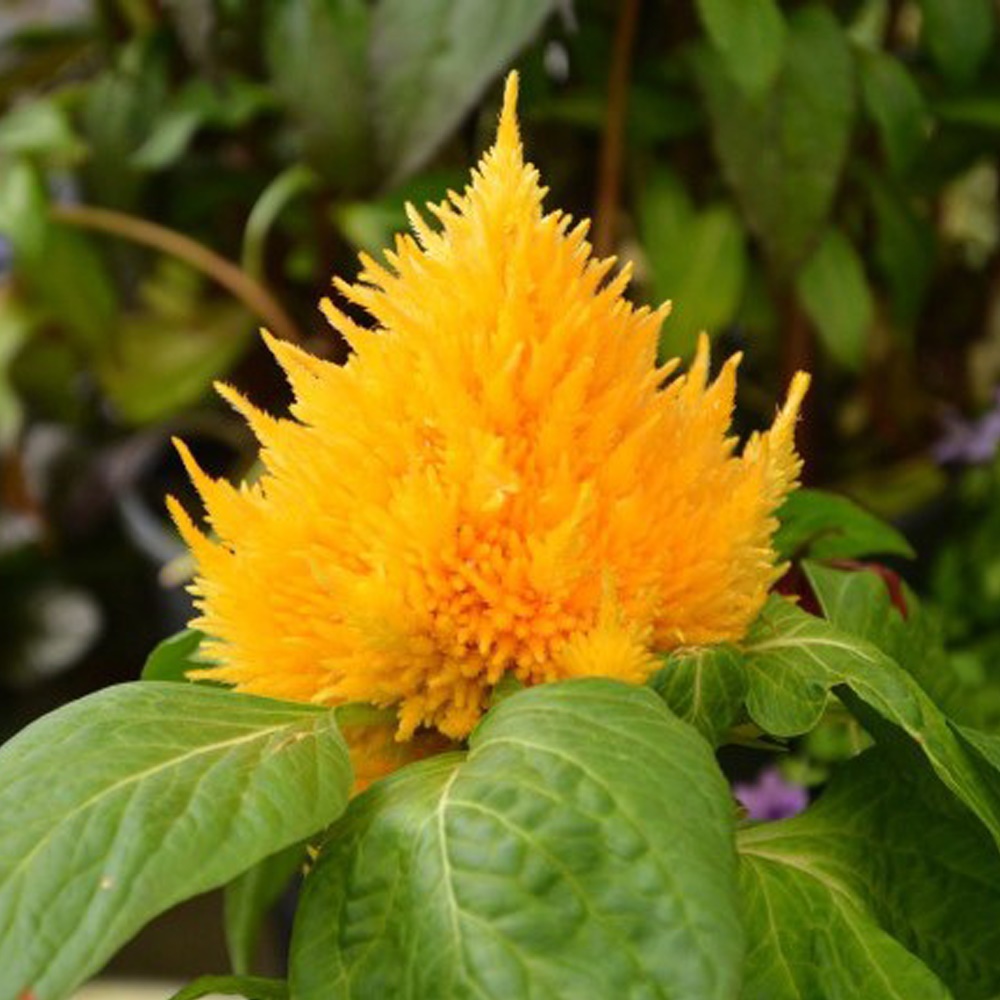 SPS Agro Products | Celosia Ice Cream Yellow Seeds