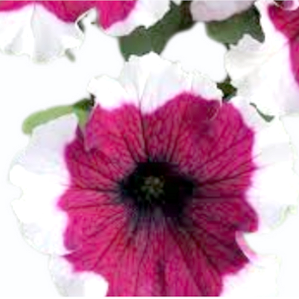 SPS Agro Products | Petunia Dreams Burgundy Picotee Seeds