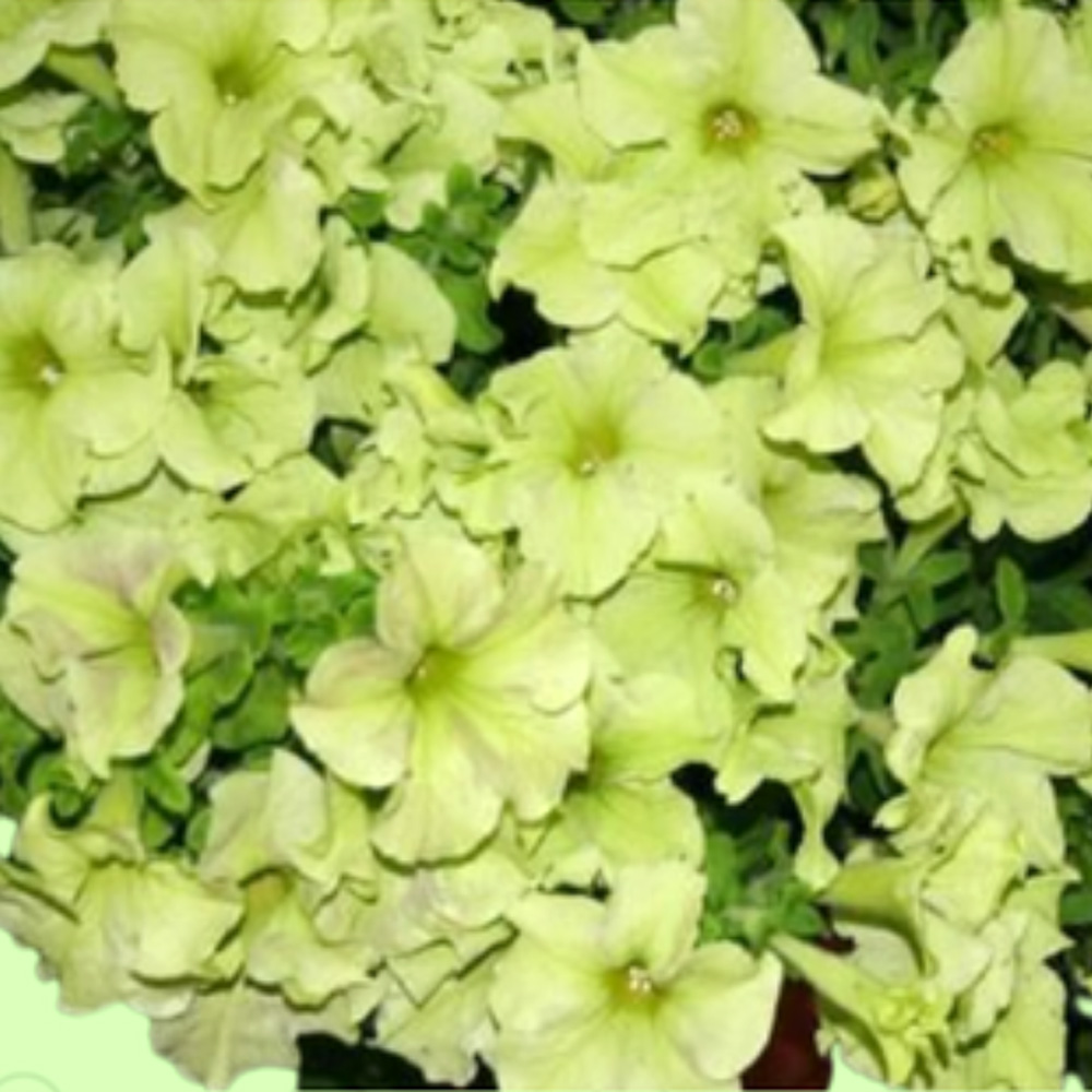 SPS Agro Products | Petunia Sophistica Lime Green Seeds