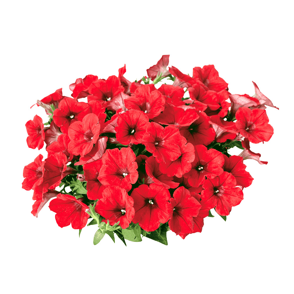 SPS Agro Products | Petunia Super Cascade Rose Seeds