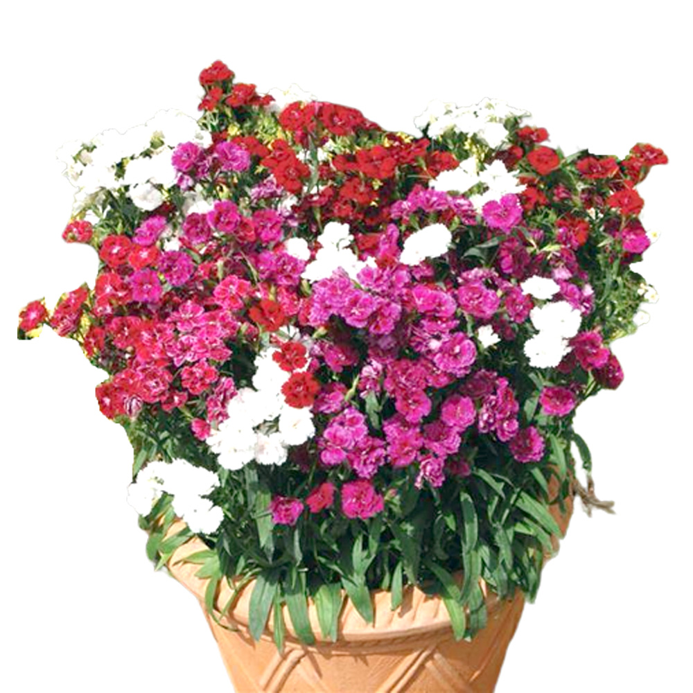 SPS Agro Products | Dianthus F1 Double Dynasty Mix Seeds